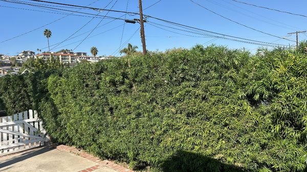 SALAZAR TREE CARE - Updated September 2025 - 128 Photos - Paramount ...