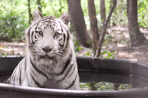 CAROLINA TIGER RESCUE - 306 Photos & 54 Reviews - Animal Shelters ...