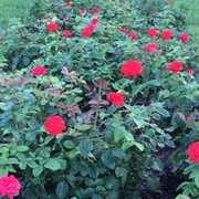 LYNDALE PARK ROSE GARDEN - 143 Photos & 20 Reviews - 4124 Roseway Rd ...