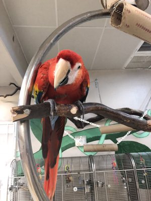 ARIZONA BIRD STORE - 46 Photos & 49 Reviews - 565 S Dobson Rd, Mesa ...