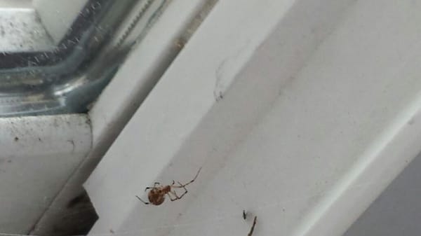 MEN IN BLACK PEST CONTROL SERVICES - Updated January 2026 - 28 Photos ...