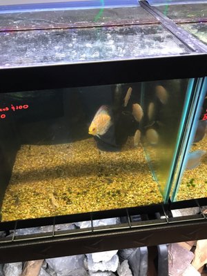 AQUATEK TROPICAL FISH - 50 Photos & 119 Reviews - 2521 Rutland Dr ...