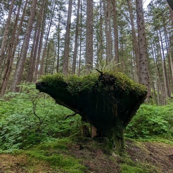 GLACIER GARDENS RAINFOREST ADVENTURE - Updated January 2026 - 299 ...