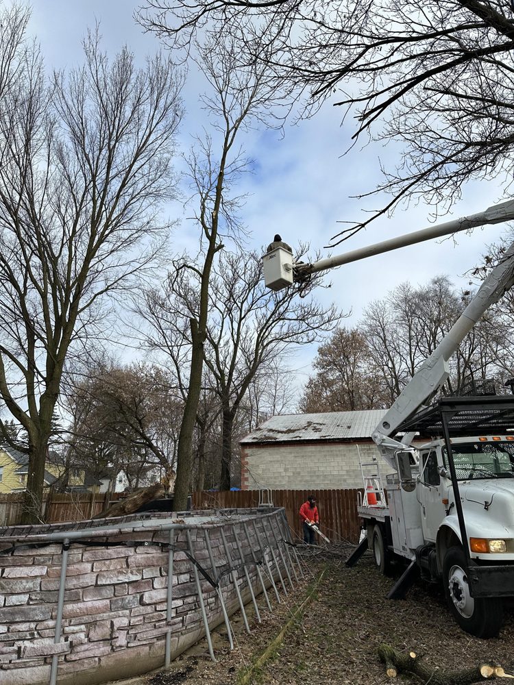 ABOVE ALL TREE SERVICES AND HAULING - Updated July 2025 - Clio ...