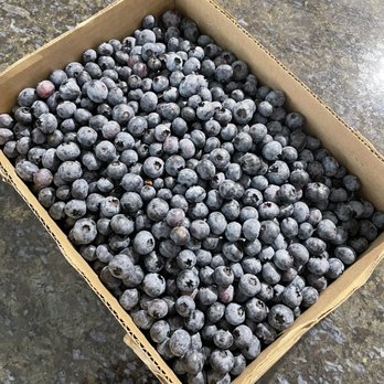 MOUNTAINVIEW BLUEBERRY FARM - Updated July 2025 - 160 Photos & 47 ...