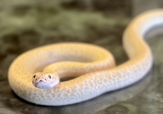 BEASTS OF PREY REPTILES - Updated September 2025 - 45 Photos & 12 ...