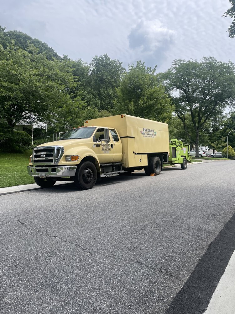 ESCOBAR TREE EXPERTS - Updated December 2025 - Bowie, Maryland - Tree Services - Phone Number - Yelp