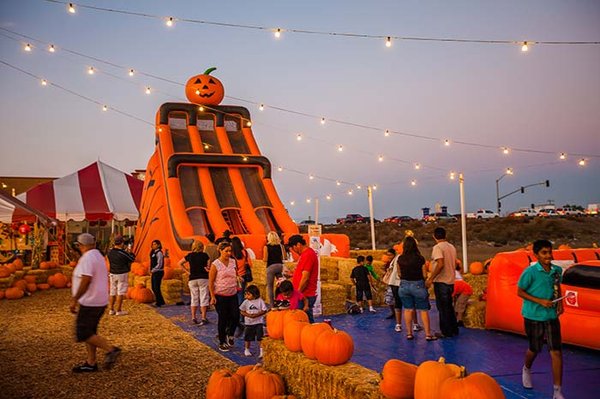 SEASONAL ADVENTURES PUMPKIN PATCH & TREES - 29 Photos & 14 Reviews ...