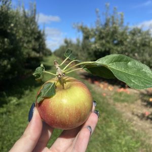 NAPLES GRAPE FESTIVAL - 18 Photos & 14 Reviews - 154 N Main St, Naples ...