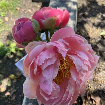 VONS - Updated January 2026 - 130 Photos & 186 Reviews - 81 W Foothill ...