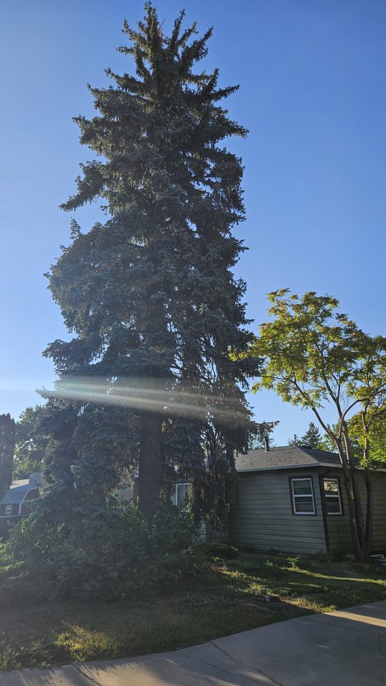 CASE TREE CARE - Updated November 2025 - 16 Photos - 1822 West 11th St ...