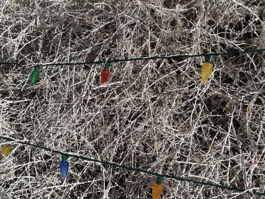 TUMBLEWEED CHRISTMAS TREE - Updated December 2025 - 15 Photos - 3 S ...