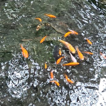 POGONIP - Updated January 2026 - 234 Photos & 42 Reviews - 333 Golf ...