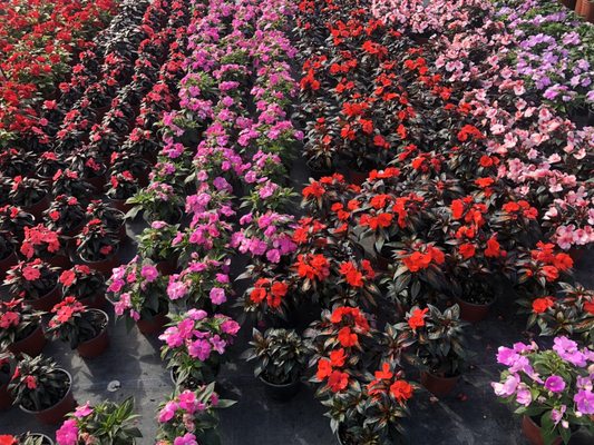 THE BUSHEL STOP - 173 Photos & 50 Reviews - 8596 W Atlantic Ave, Delray ...