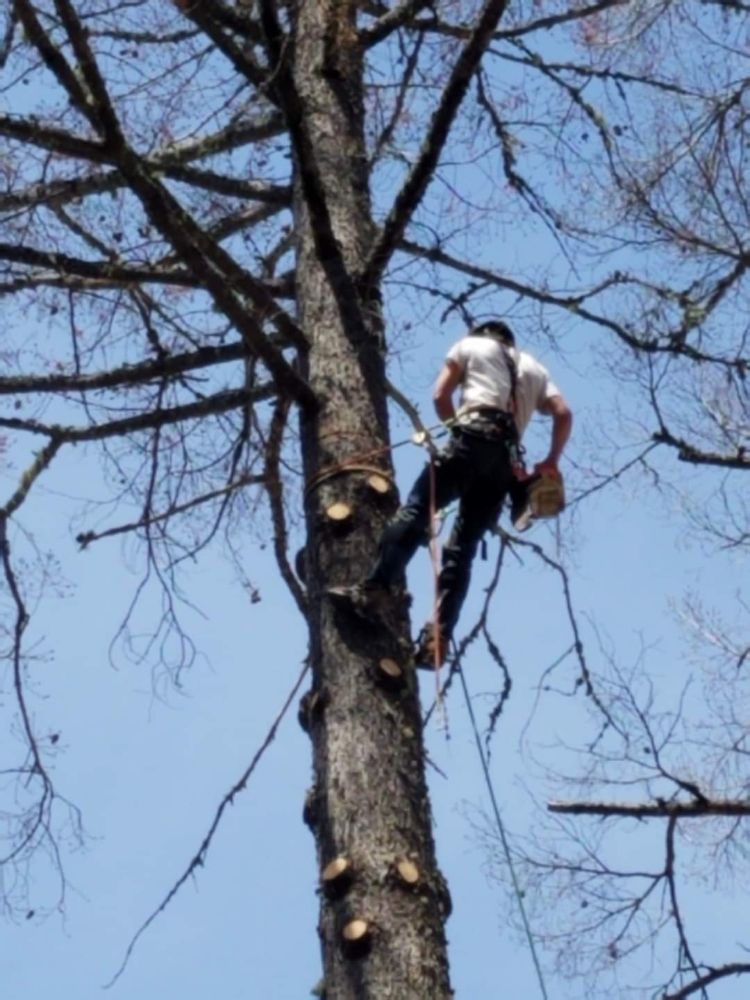 GERMAN PALM & TREE TRIMINNG SERVICE - Updated March 2024 - McAllen ...