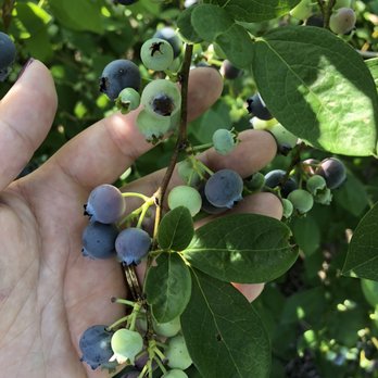 BRYANT BLUEBERRY FARM - Updated July 2025 - 38 Photos - 6900 Oak Park ...