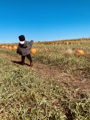 KERBY FARM PUMPKIN PATCH - Updated April 2024 - 15943 158th, Bonner ...