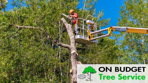 ON BUDGET TREE SERVICE - Updated July 2025 - 30 Photos & 14 Reviews ...