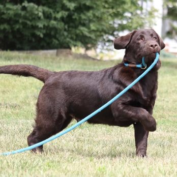 SIMPSON’S LABRADOR RETRIEVERS - Updated December 2025 - 38 Photos - Red ...