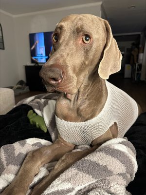 RYAN VETERINARY HOSPITAL - Updated December 2025 - 17 Photos & 198 ...