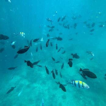 PINK SAILS WAIKIKI - 672 Photos & 453 Reviews - 1 Holomoana St ...