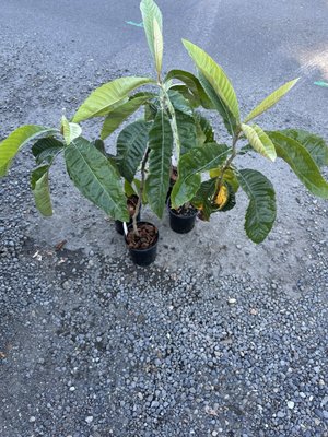 ONE GREEN WORLD - Updated January 2026 - 83 Photos & 86 Reviews - 6469 ...