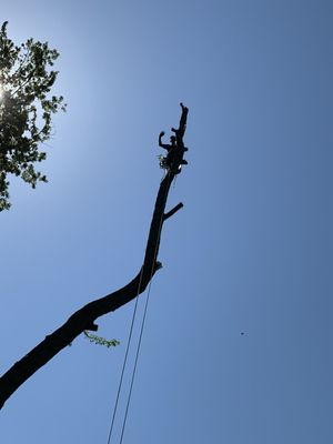 MURPHYS TREE - Updated September 2025 - 70 Photos - Burt, New York ...