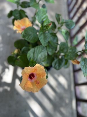 BRAZOS VALLEY TREE FARM NURSERY AND GARDEN CENTER - Updated November 2025 - 34 Photos - 14711 Fm ...