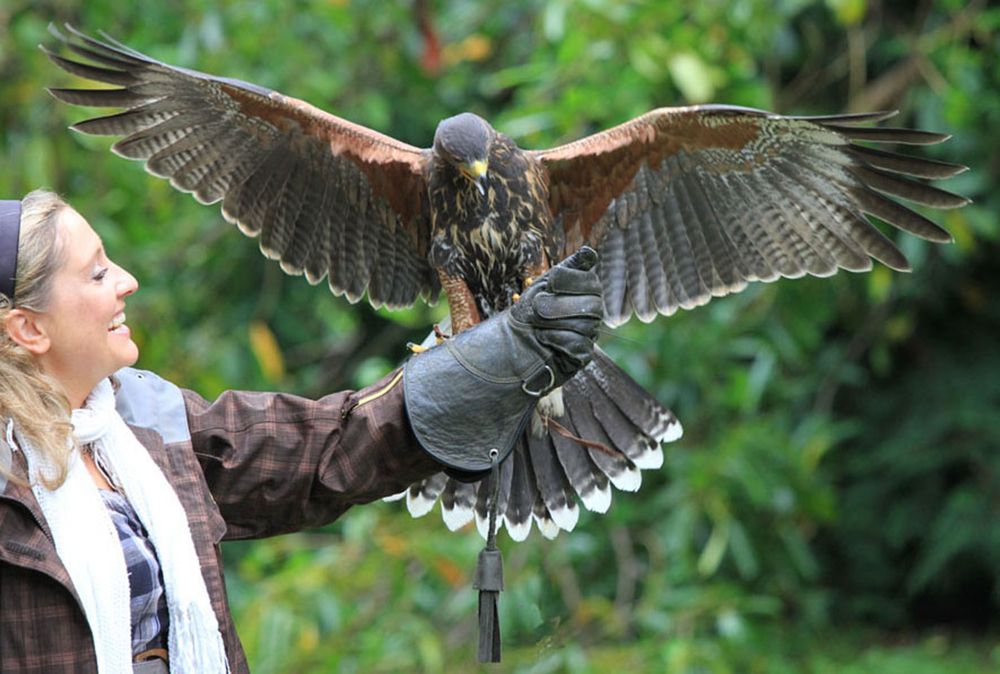 IRELAND’S SCHOOL OF FALCONRY - Updated October 2024 - 43 Photos & 33 ...