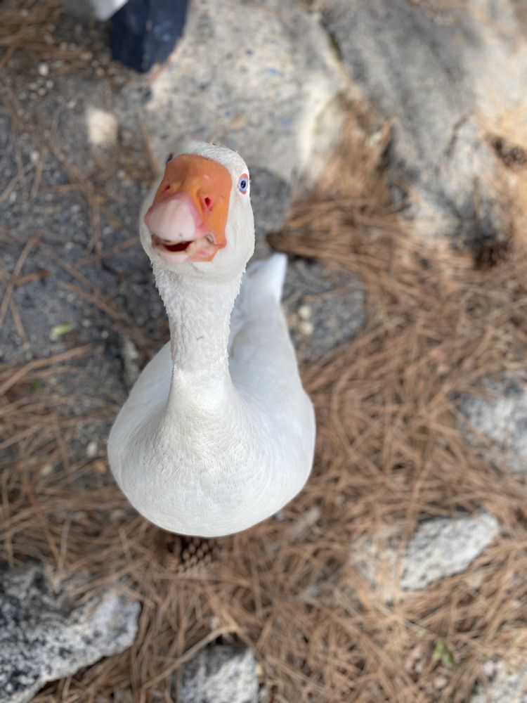 MANZANITA LAKE - Updated December 2025 - 32 Photos - North Fork ...