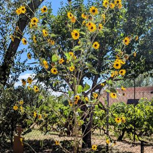 PASEO DEL BOSQUE TRAIL - Updated January 2026 - 127 Photos & 29 Reviews ...