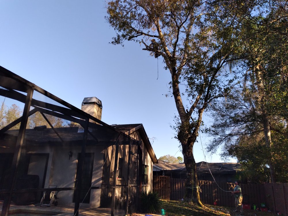 TREE AND PALM SERVICE - Updated January 2026 - 37 Photos & 10 Reviews ...