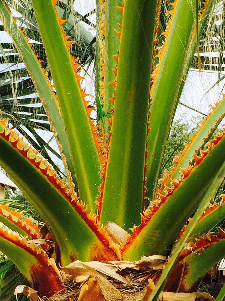 HILLCO TREE COMPANY - Updated May 2025 - 20 Photos - 901 Martin Rd ...