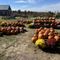 MT AIRY ORCHARDS - Updated October 2025 - 98 Photos & 35 Reviews - 522 ...