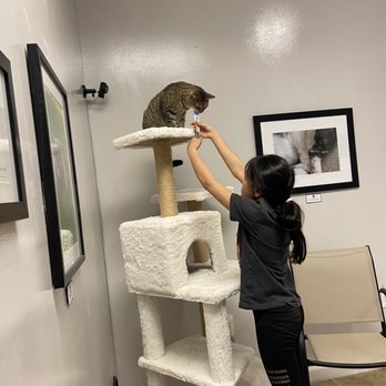 KITTY CAT CAFE - Updated August 2025 - 20 Photos & 12 Reviews - 108 ...