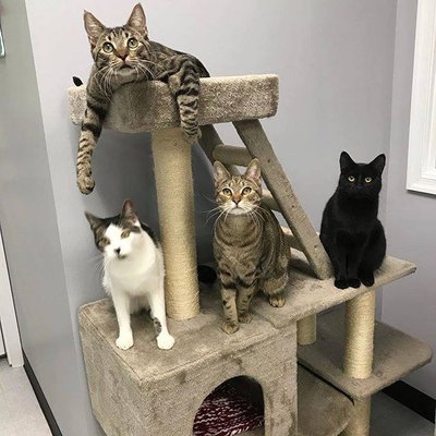 CAT NOOK CAFE - 12 Photos - 18 W Winona Ave, Norwood, PA - Yelp