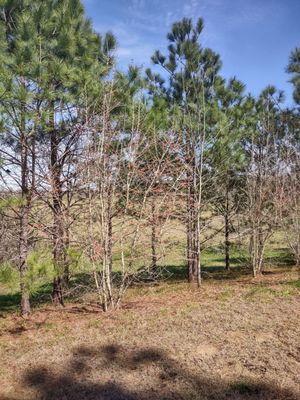 DIXIE FARM ROAD PARK - Updated December 2025 - 39 Photos - Blackhawk ...