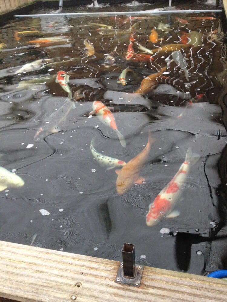 VITAL FISH - Den Ham 23, Boskoop, Zuid-Holland, The Netherlands - Local ...