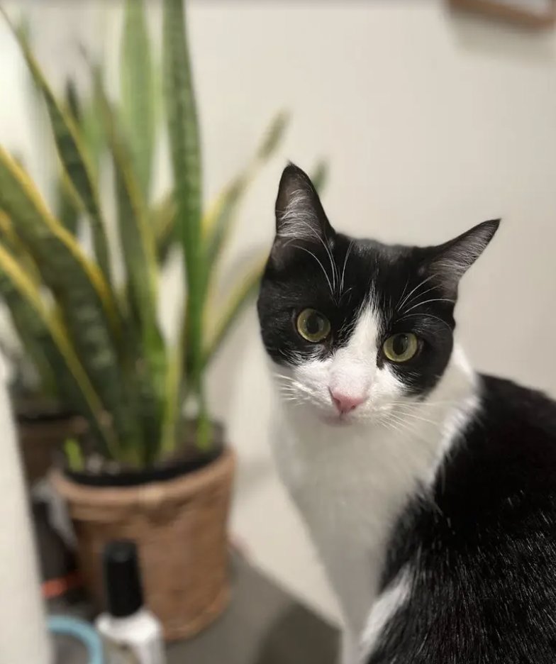 THE COMFY CAT HAVEN - Updated May 2025 - 38 Photos - Stanton, California - Pet Sitting - Phone ...