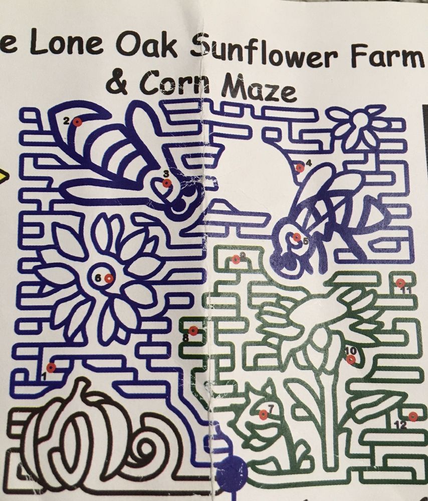 THE LONE OAK SUNFLOWER FARM & CORN MAZE - Updated March 2025 - 38575 ...
