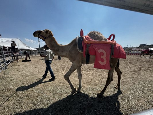 INTERNATIONAL CAMEL & OSTRICH RACES - Updated January 2026 - 31 Photos ...