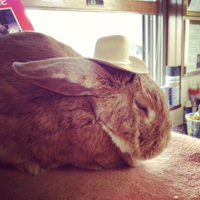 HENRY’S RABBIT RANCH HOME - Ranches - 1107 Historic Old Rt 66, Staunton ...