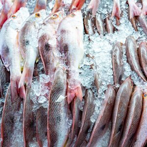 THE FISH PLUG - Updated February 2026 - 39 Photos - 2500 W 78th st ...