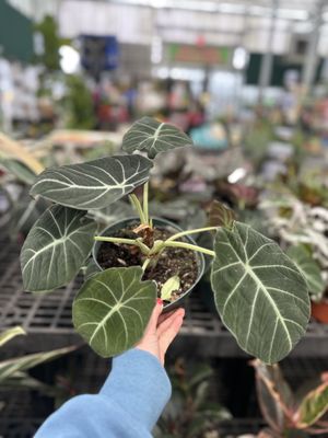 PAT’S FARMS GARDEN CENTER - Updated January 2026 - 71 Photos - 1126 ...