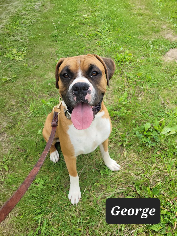 BOXER REBOUND - Updated January 2026 - 13 Reviews - 4915 Ringwood Rd ...