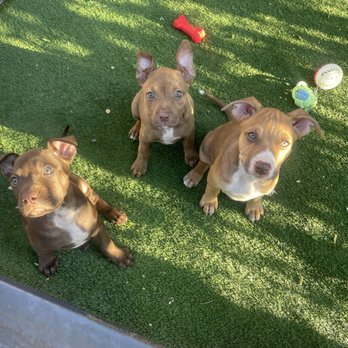 PIZZA TO THE RESCUE - Updated August 2024 - 129 Photos & 80 Reviews ...