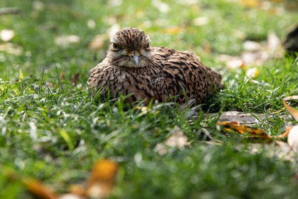 SAFARI WEST - 2855 Photos & 943 Reviews - Zoos - 3115 Porter Creek Rd ...