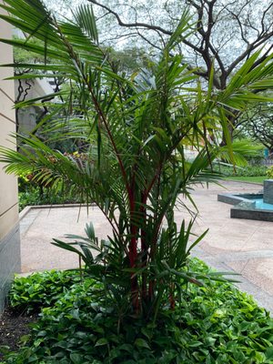 ALII PLACE - 68 Photos & 21 Reviews - 1099 Alakea St, Honolulu, HI ...