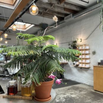 SEY COFFEE - Updated July 2024 - 268 Photos & 220 Reviews - 18 Grattan ...