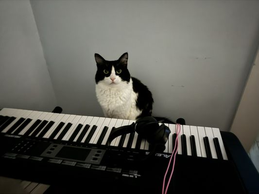 THE CAT CONNECTION - Updated November 2025 - 28 Photos & 13 Reviews ...